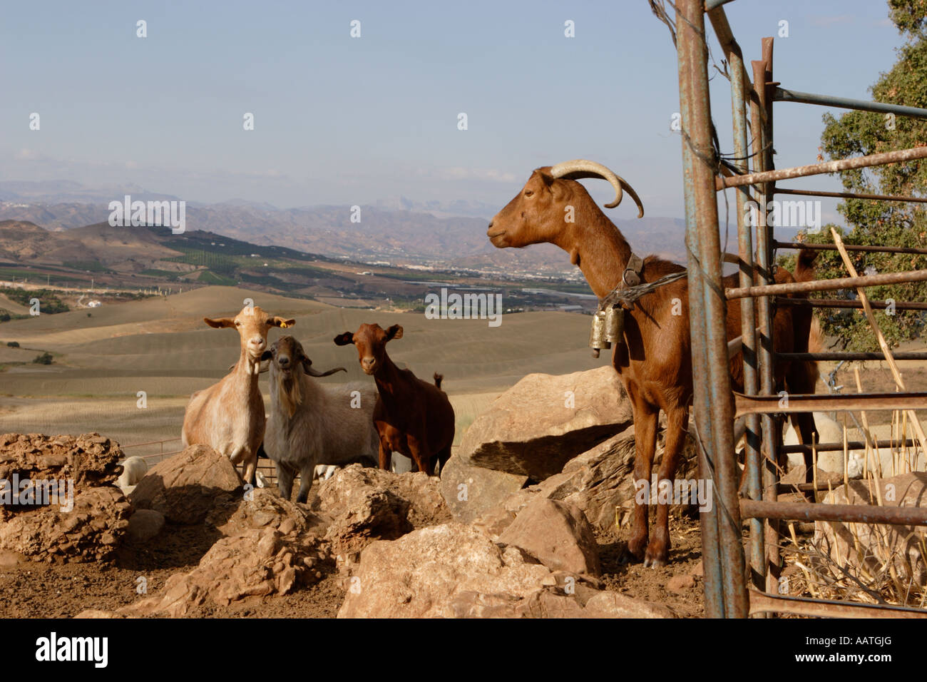 Goats in enclosure on farm Southern Spain nr Alhaurin de la Torre Costa ...