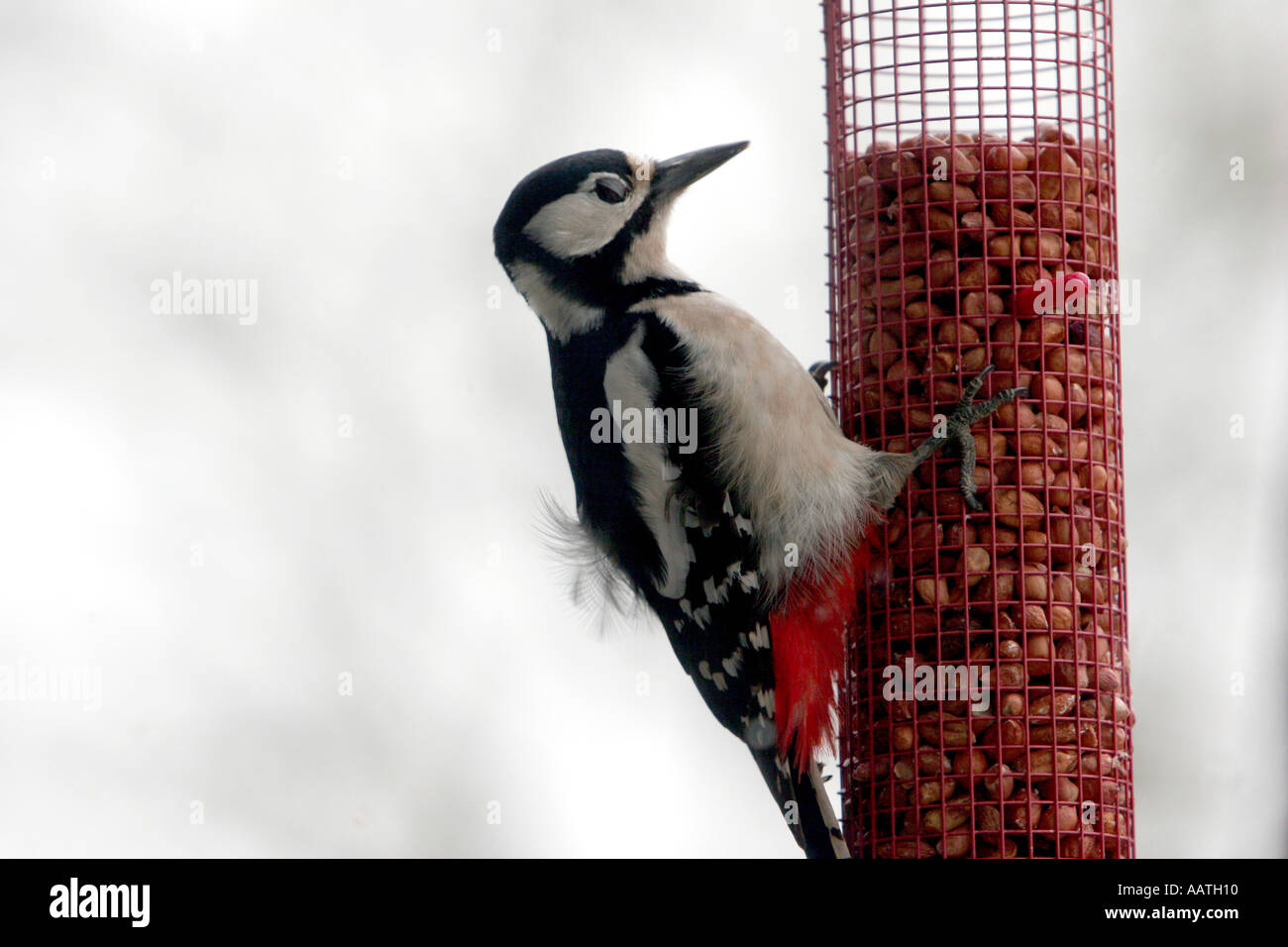 woodpecker eating nuts Stock Photo - Alamy