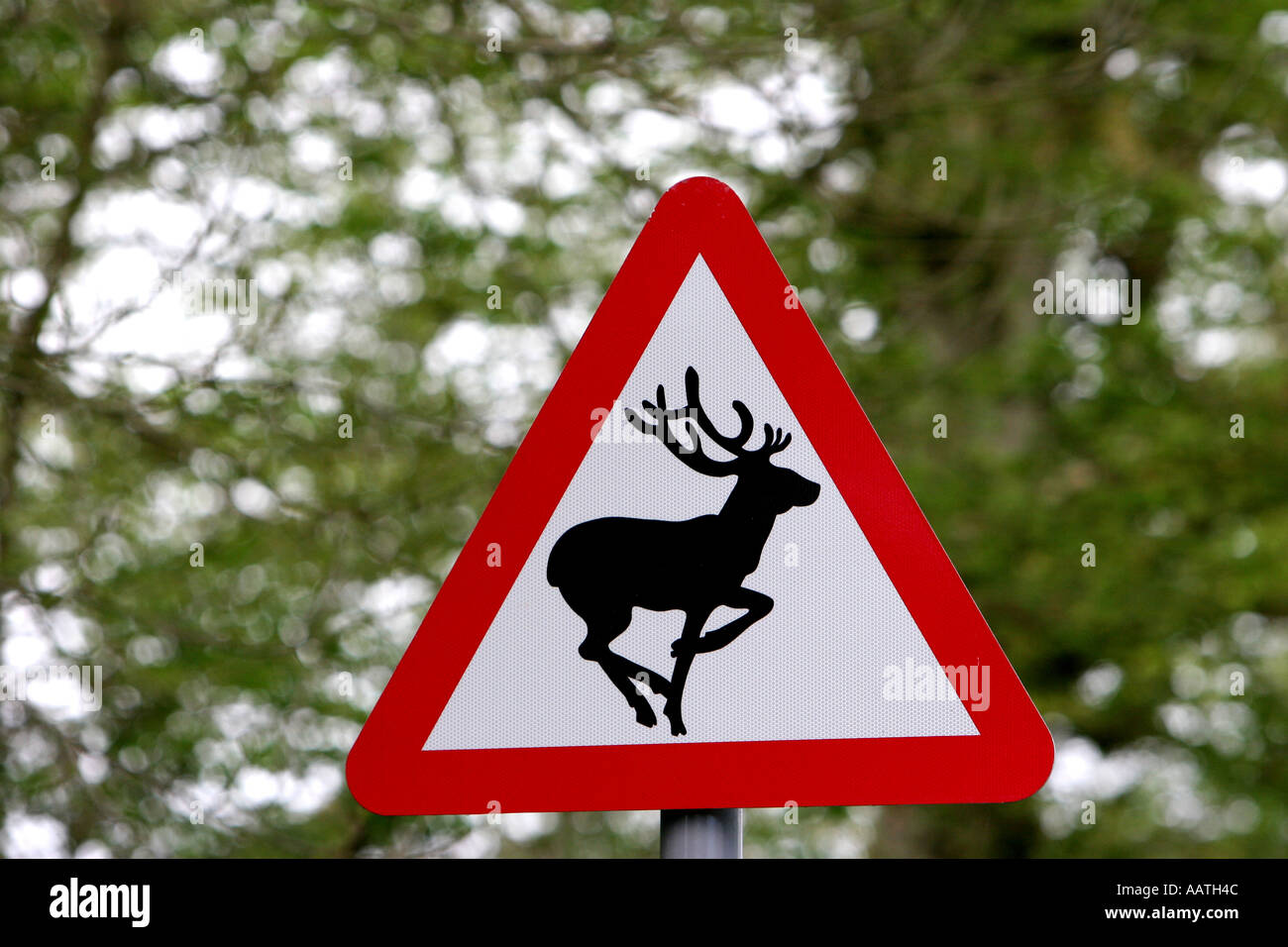 road sign warning of deer Stock Photo - Alamy