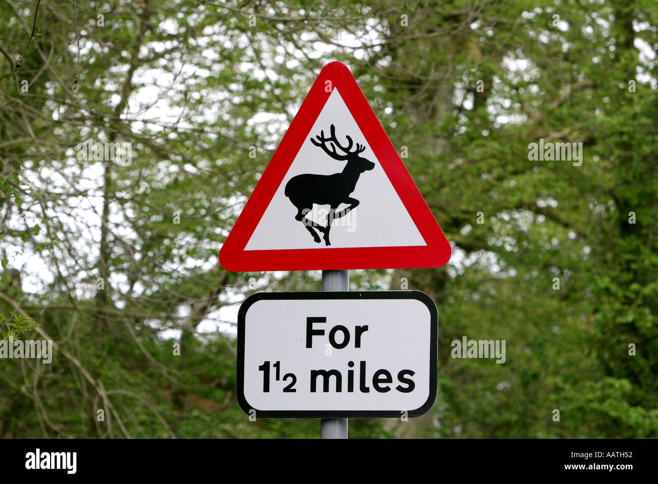 road sign warning of deer Stock Photo - Alamy