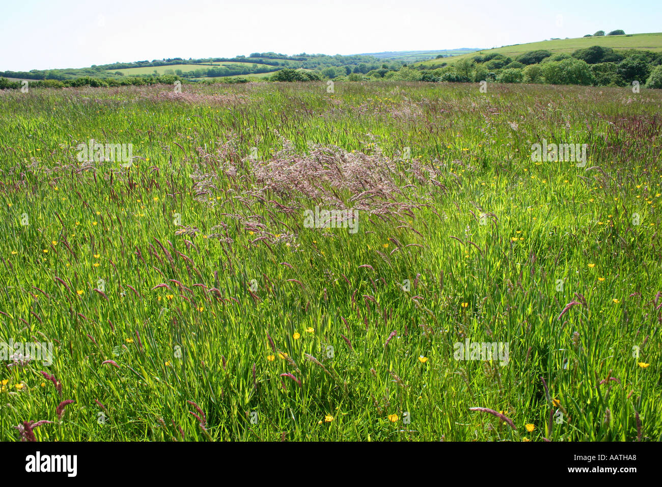 Graminoids hi-res stock photography and images - Alamy