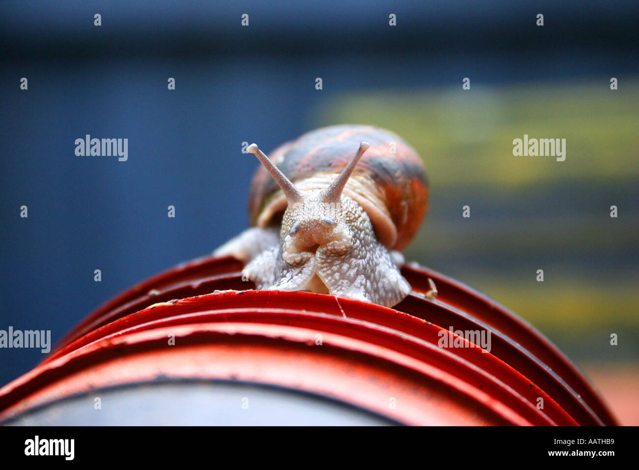 brian the snail Stock Photo - Alamy