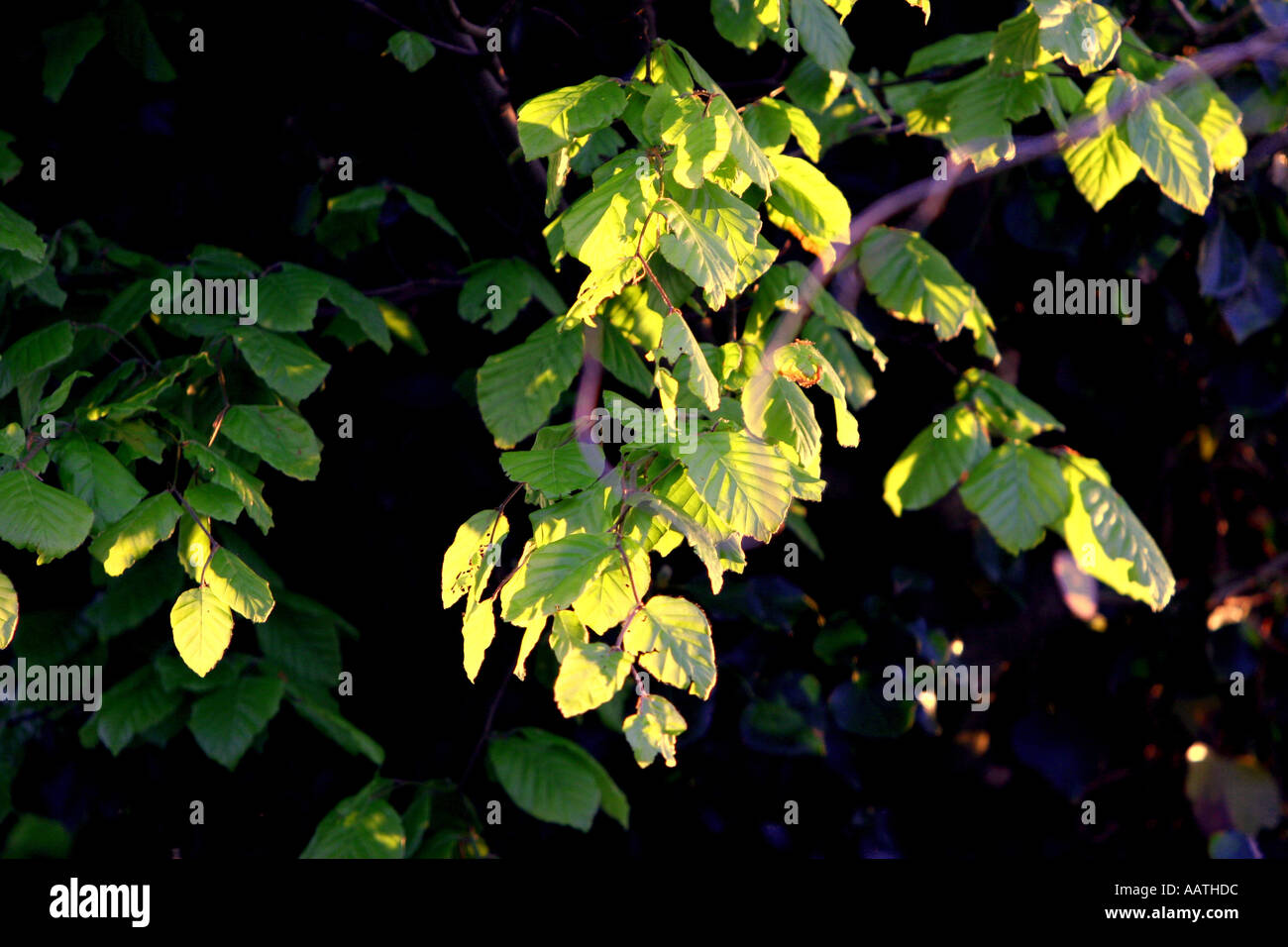 Back lighting through leaves hi-res stock photography and images - Alamy