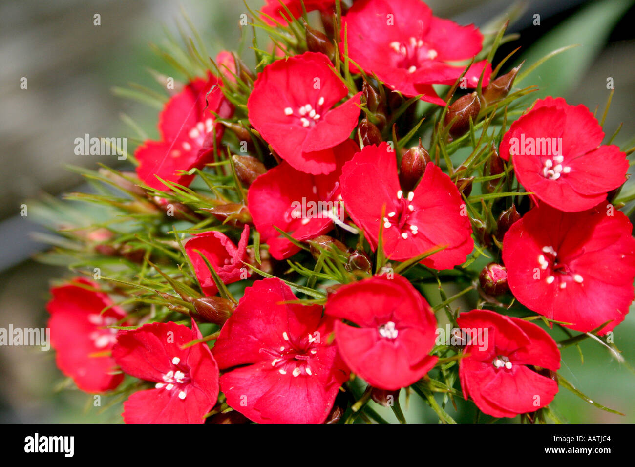 Sweet williams seed hi-res stock photography and images - Alamy
