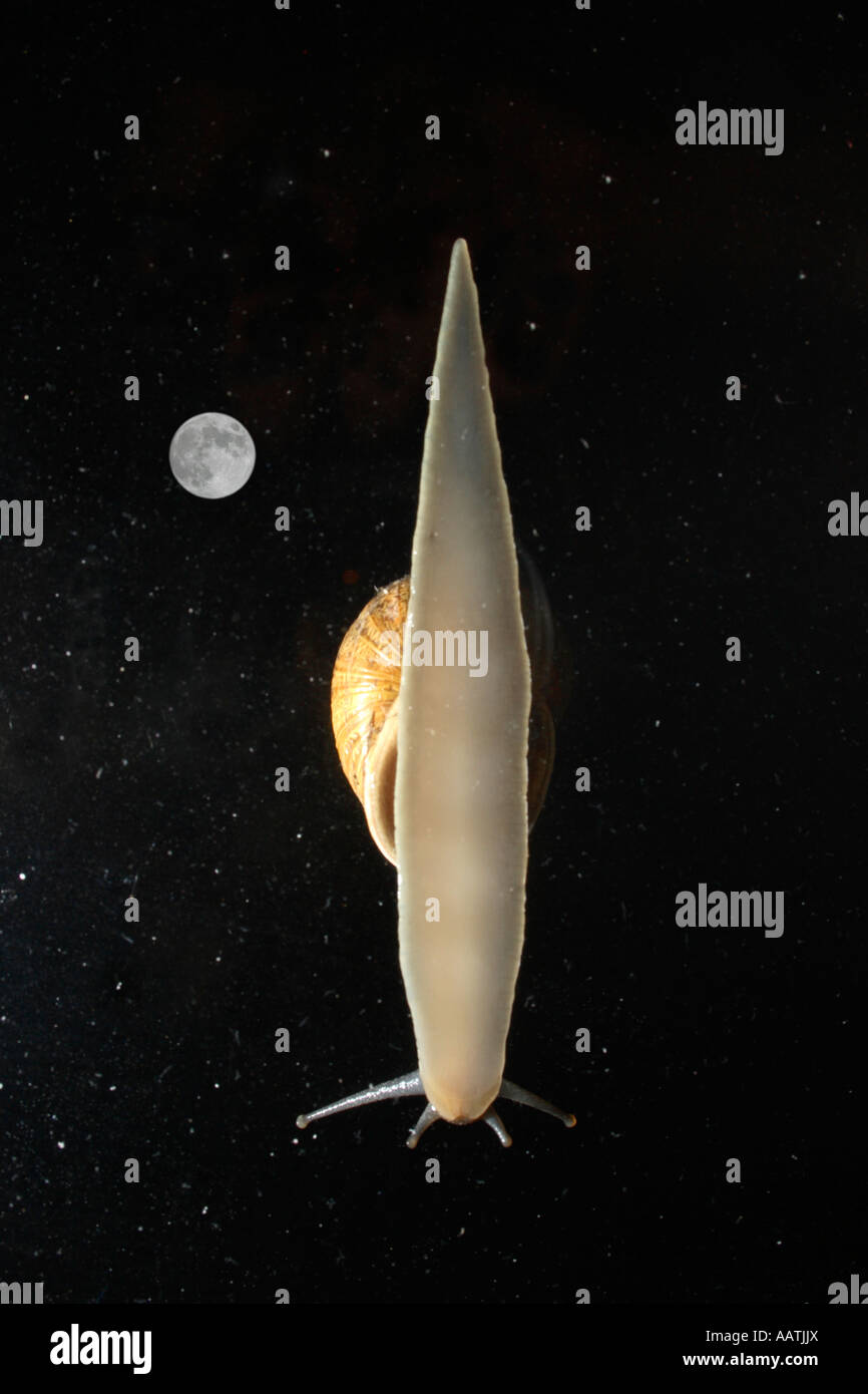 Inverted snail hi-res stock photography and images - Alamy