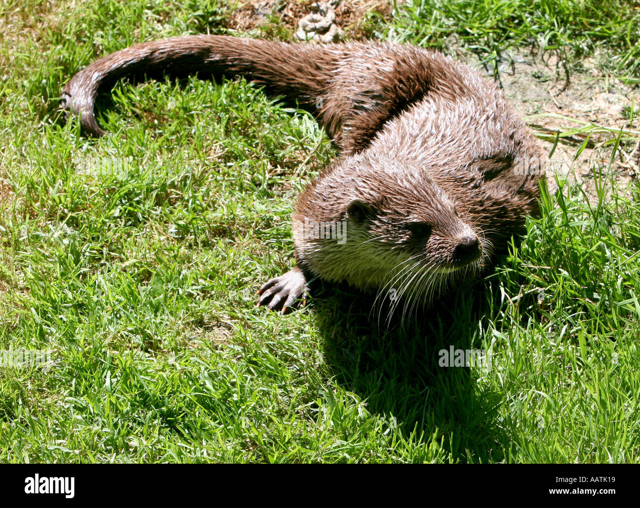 Otter fur clean hi-res stock photography and images - Alamy