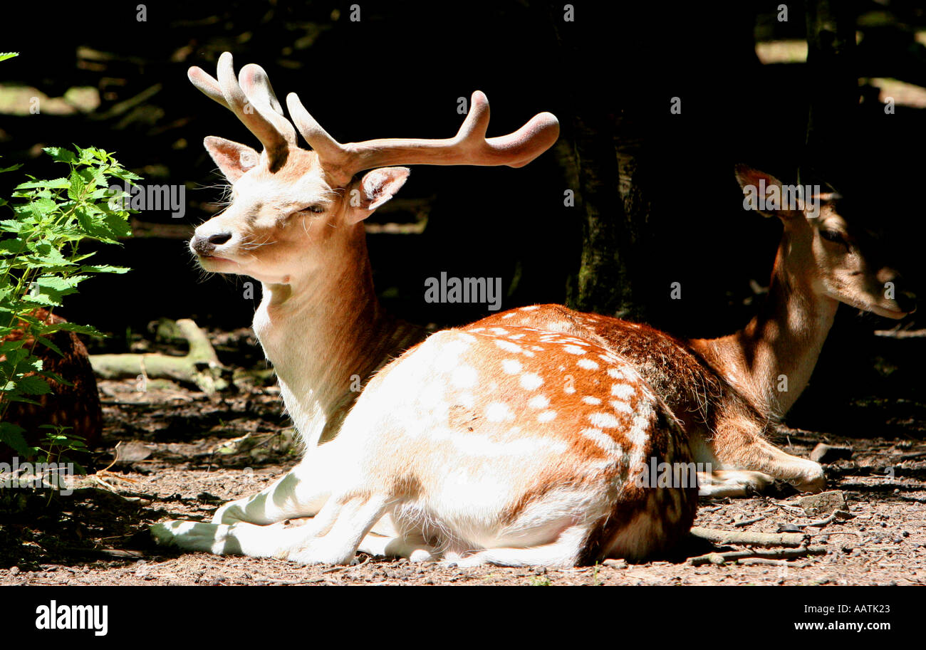 Rudolf horn hi-res stock photography and images - Alamy
