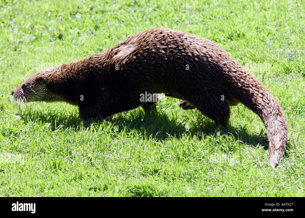 Otter fur clean hi-res stock photography and images - Alamy