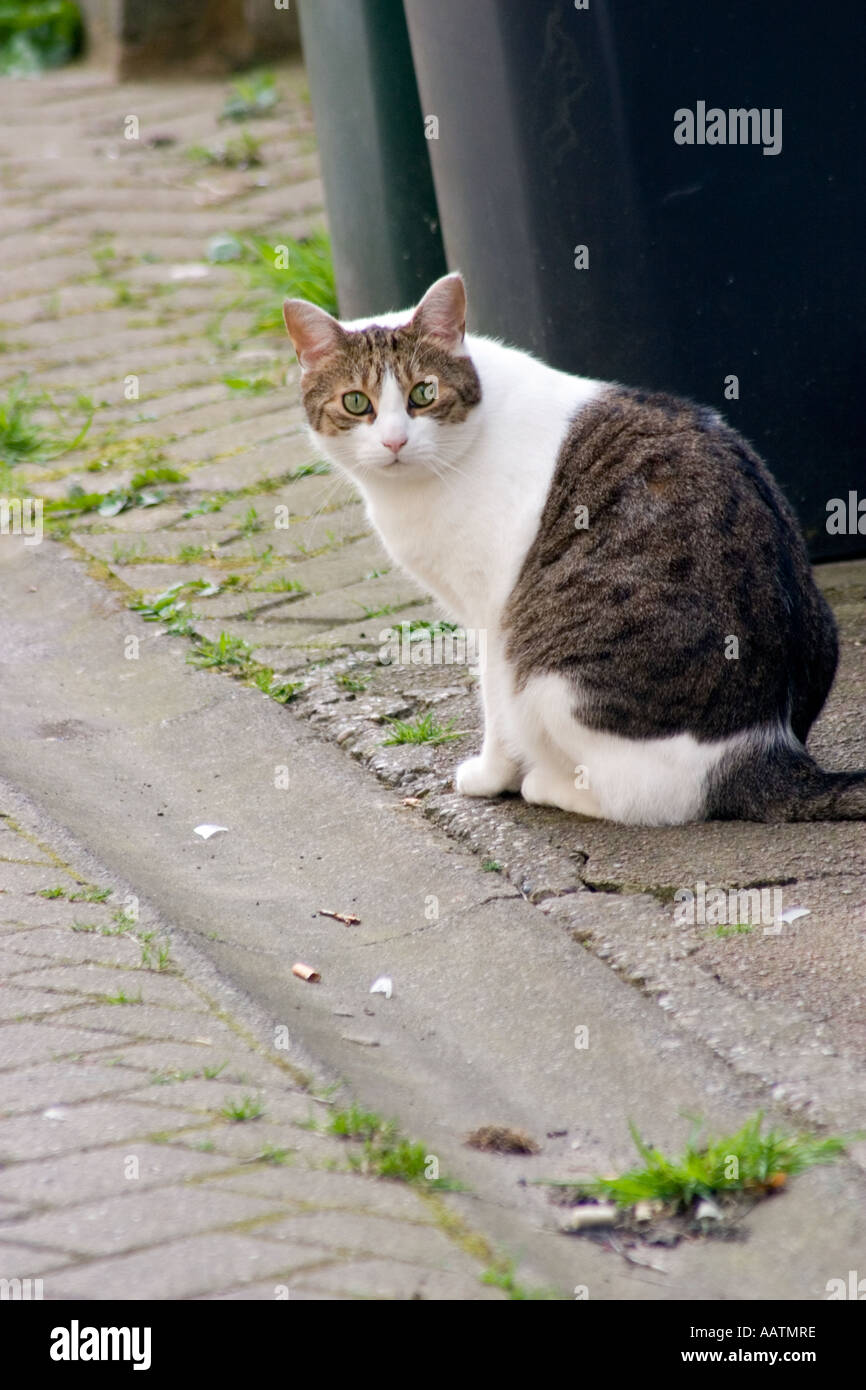 Cat in back streets of Marsden Stock Photo - Alamy