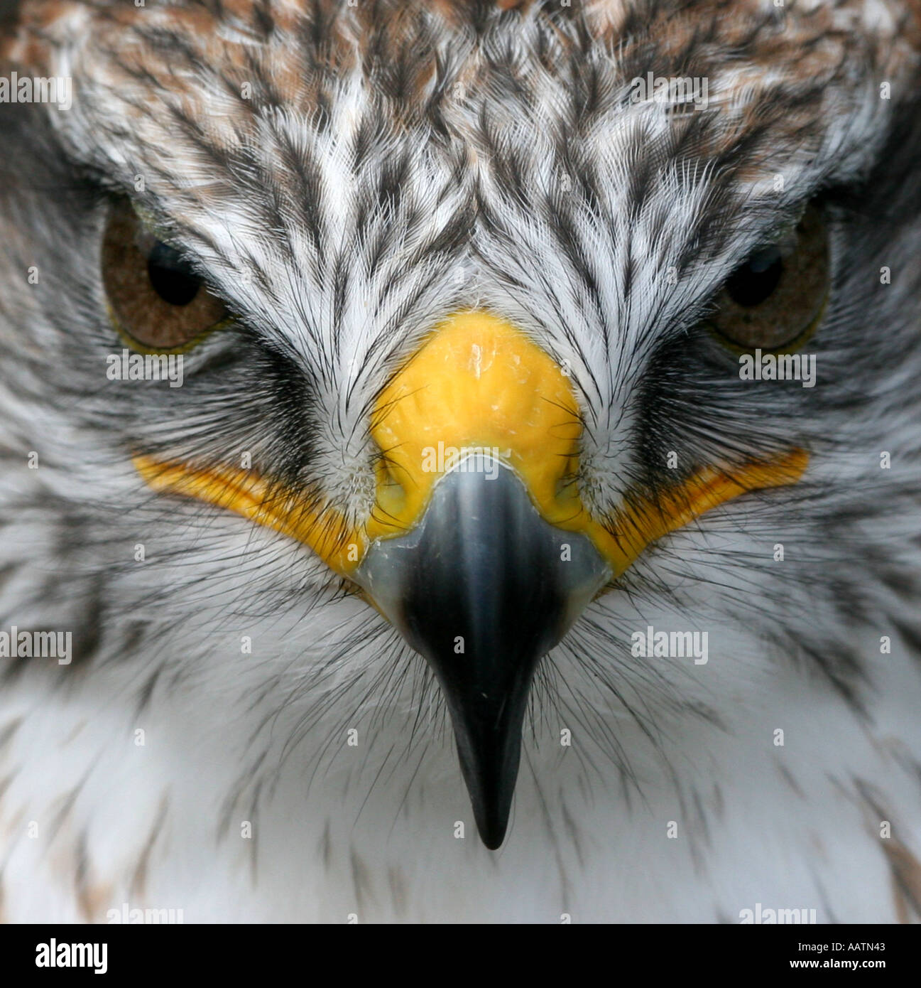 Suspicious eagle hi-res stock photography and images - Alamy