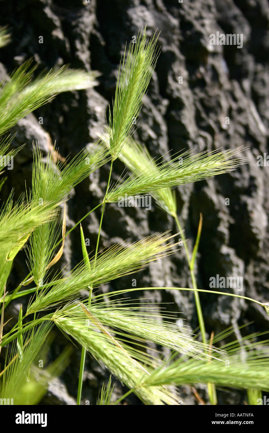 Green grass contrasted hi-res stock photography and images - Alamy