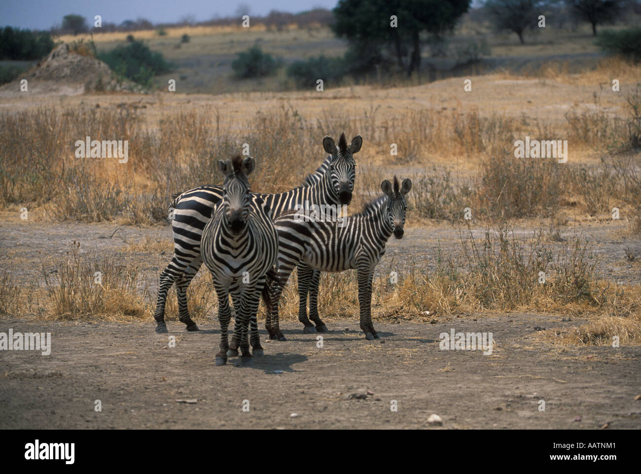 Three zebra standing together Serengeti National Park Tanzania Africa ...
