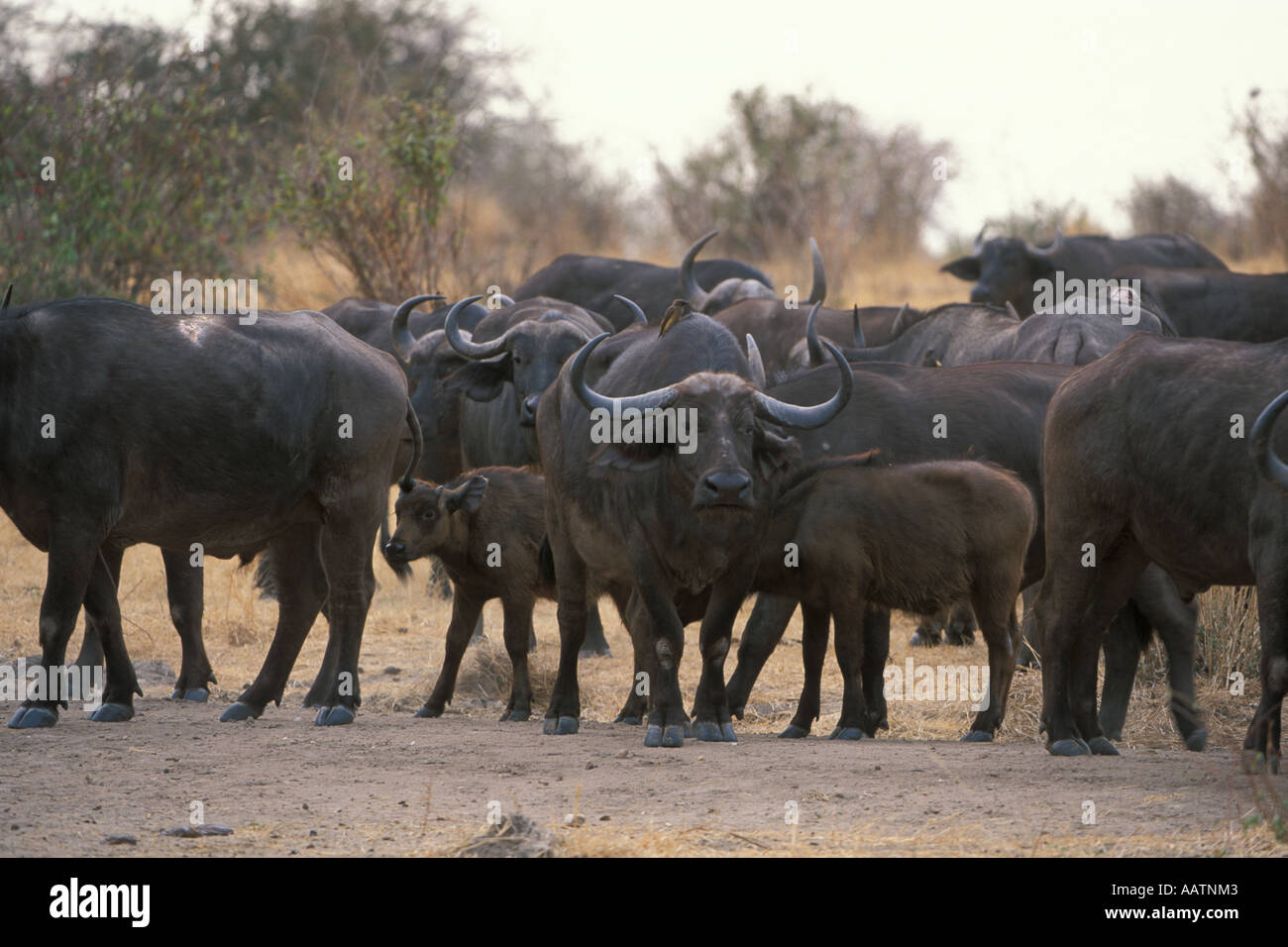 Buffalo breeding herd with young Ruaha National Park Tanzania Africa ...