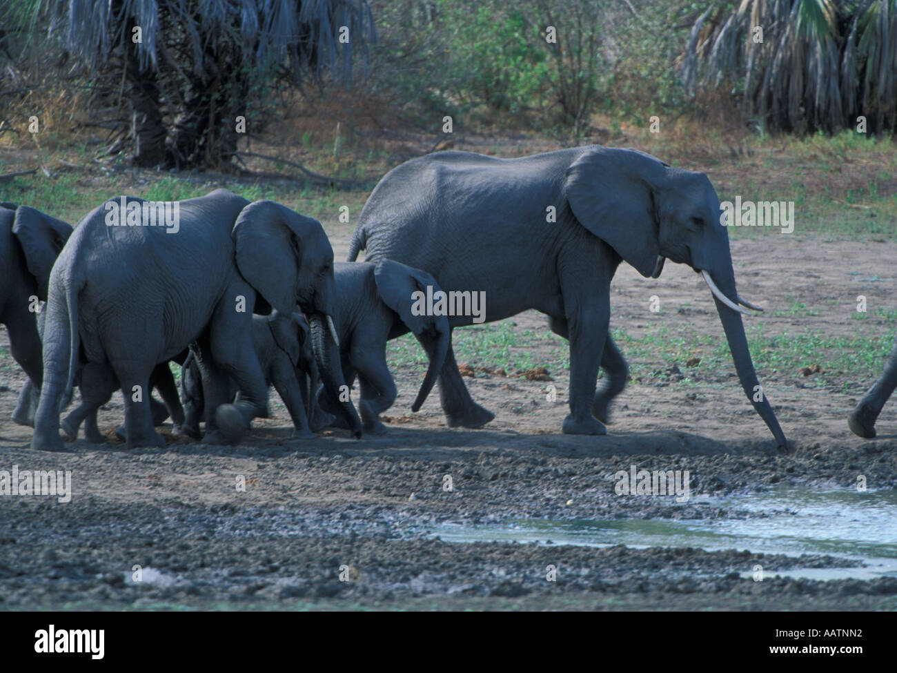 Elephant breeding herd with young Tanzania Africa Stock Photo - Alamy