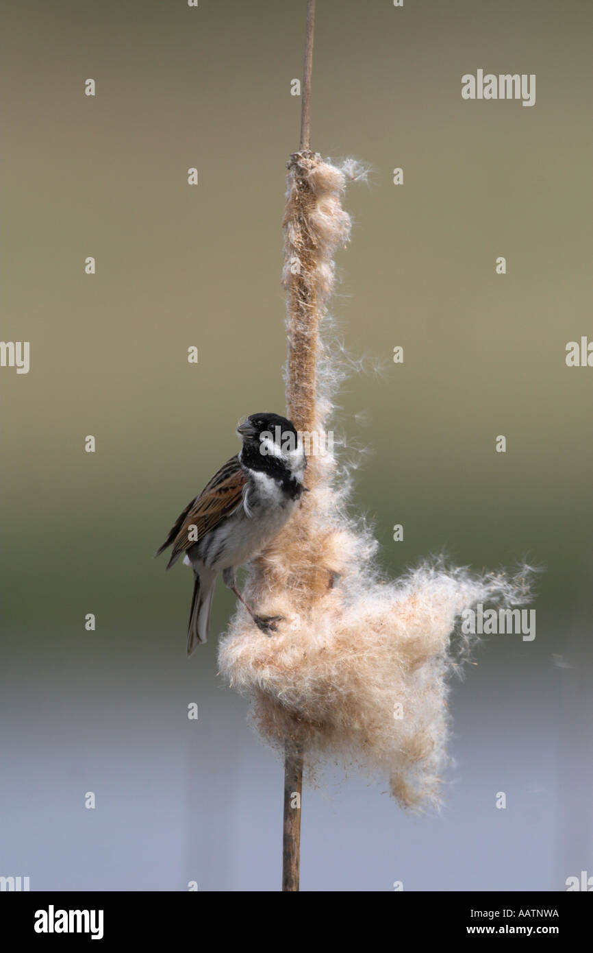 Male Reed Bunting Emberiza schoeniclus on Greater Reedmace Typha ...