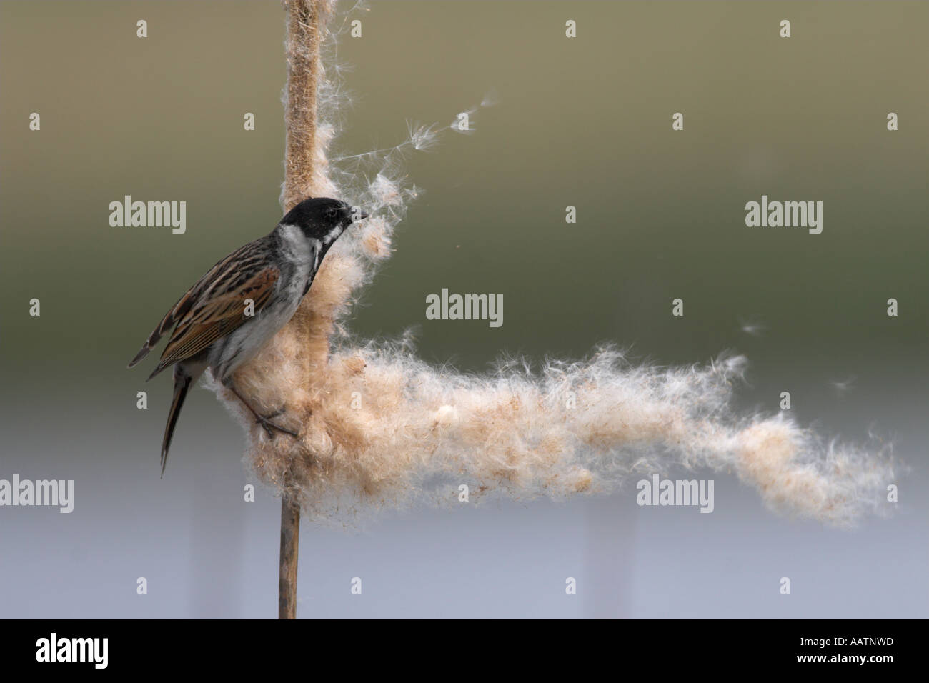 Male Reed Bunting Emberiza schoeniclus on Greater Reedmace Typha ...