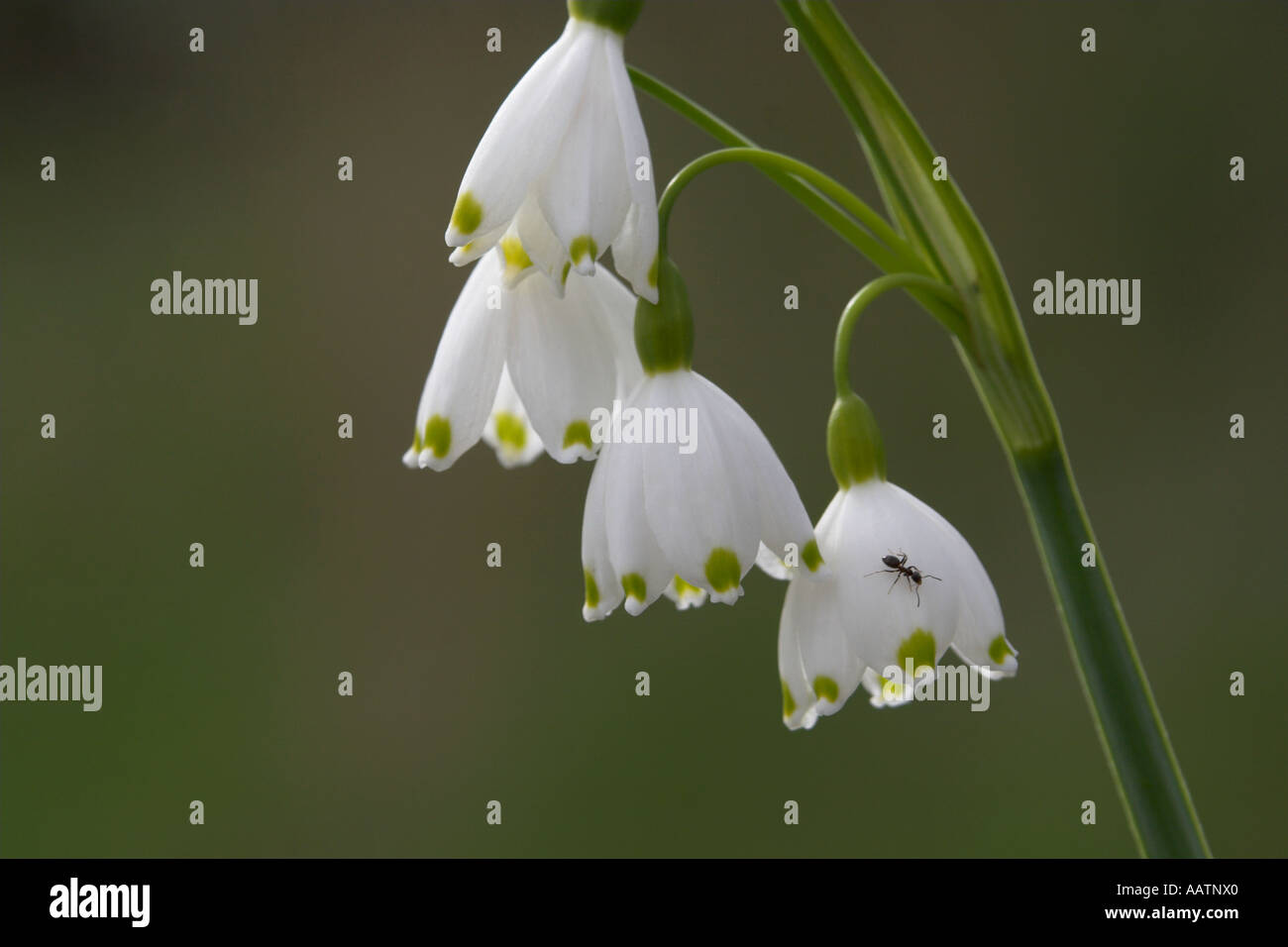 Loddon Lily Leucojum aestivum also known as Summer or Giant Snowflake ...