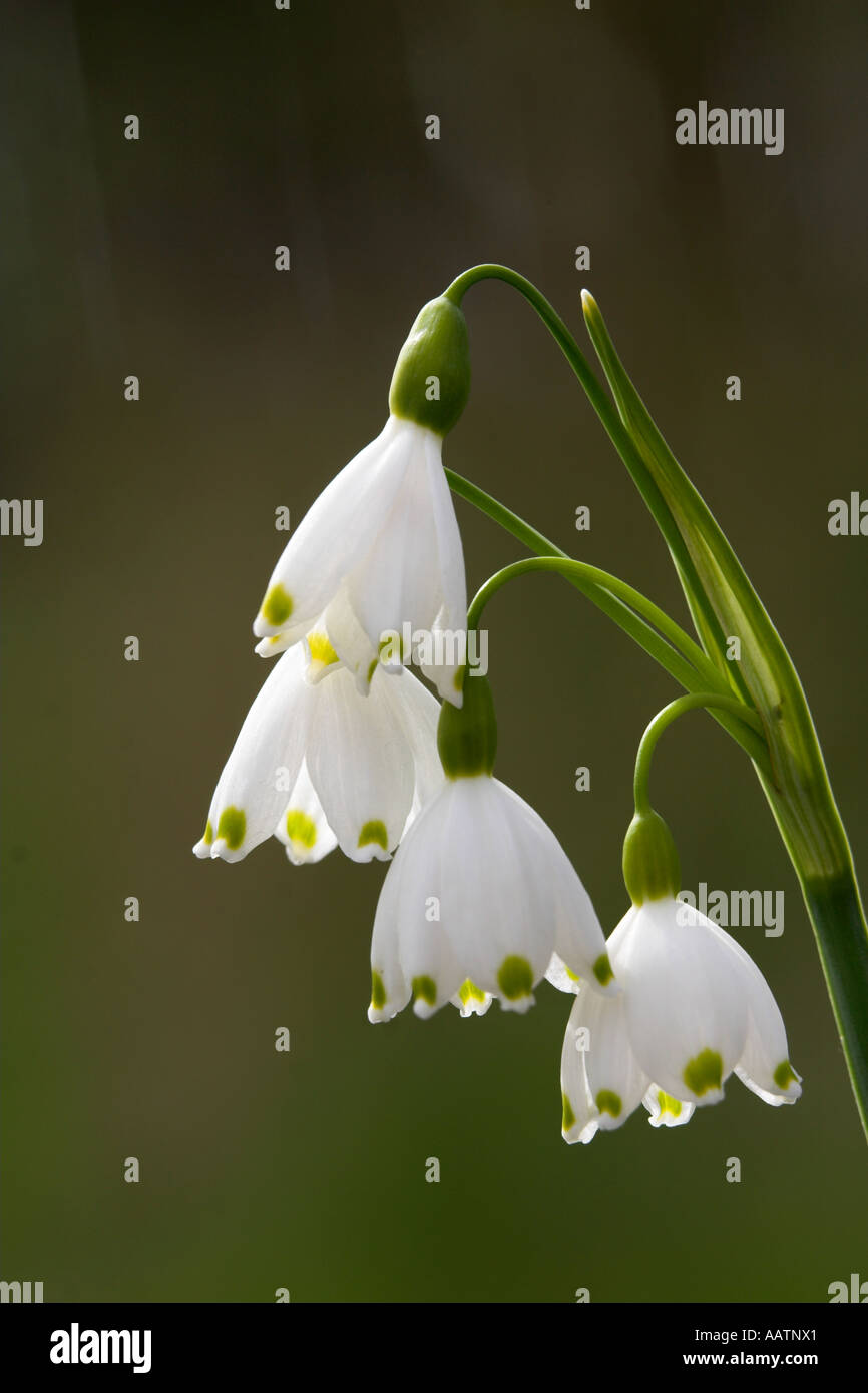 Summer giant snowflake hi-res stock photography and images - Alamy