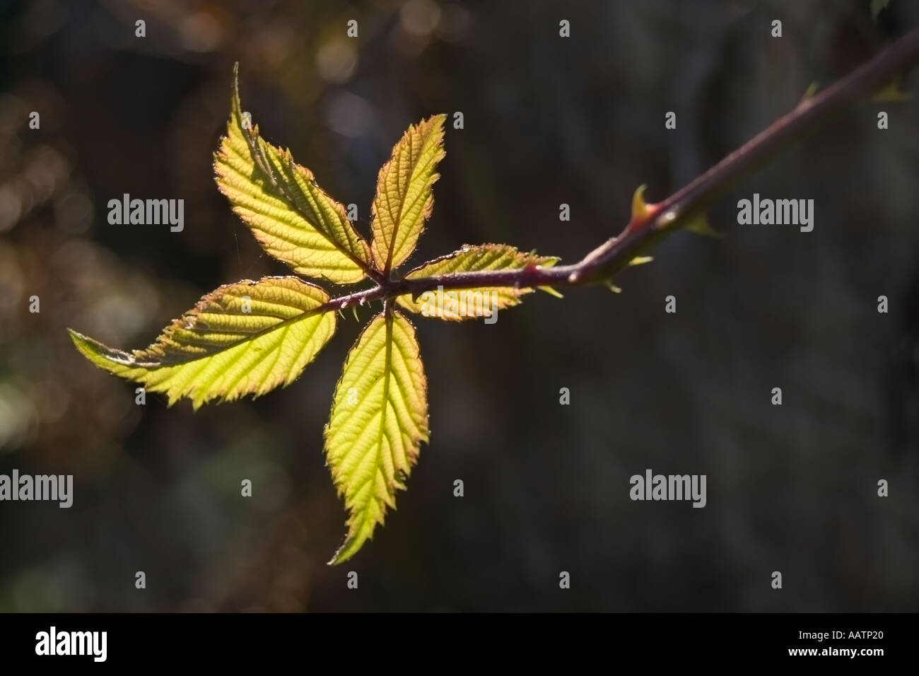 Bramble channel hi-res stock photography and images - Alamy