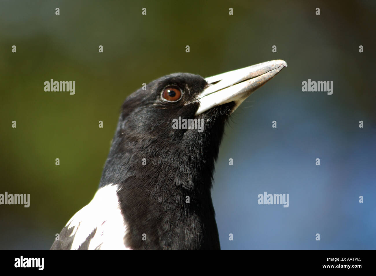 Australian butcher bird hi-res stock photography and images - Alamy