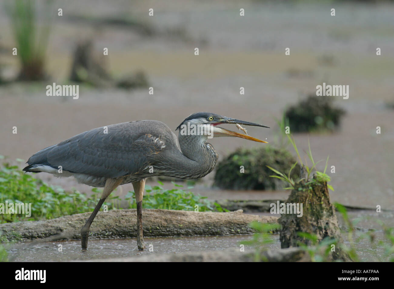 Juggling fish hi-res stock photography and images - Alamy