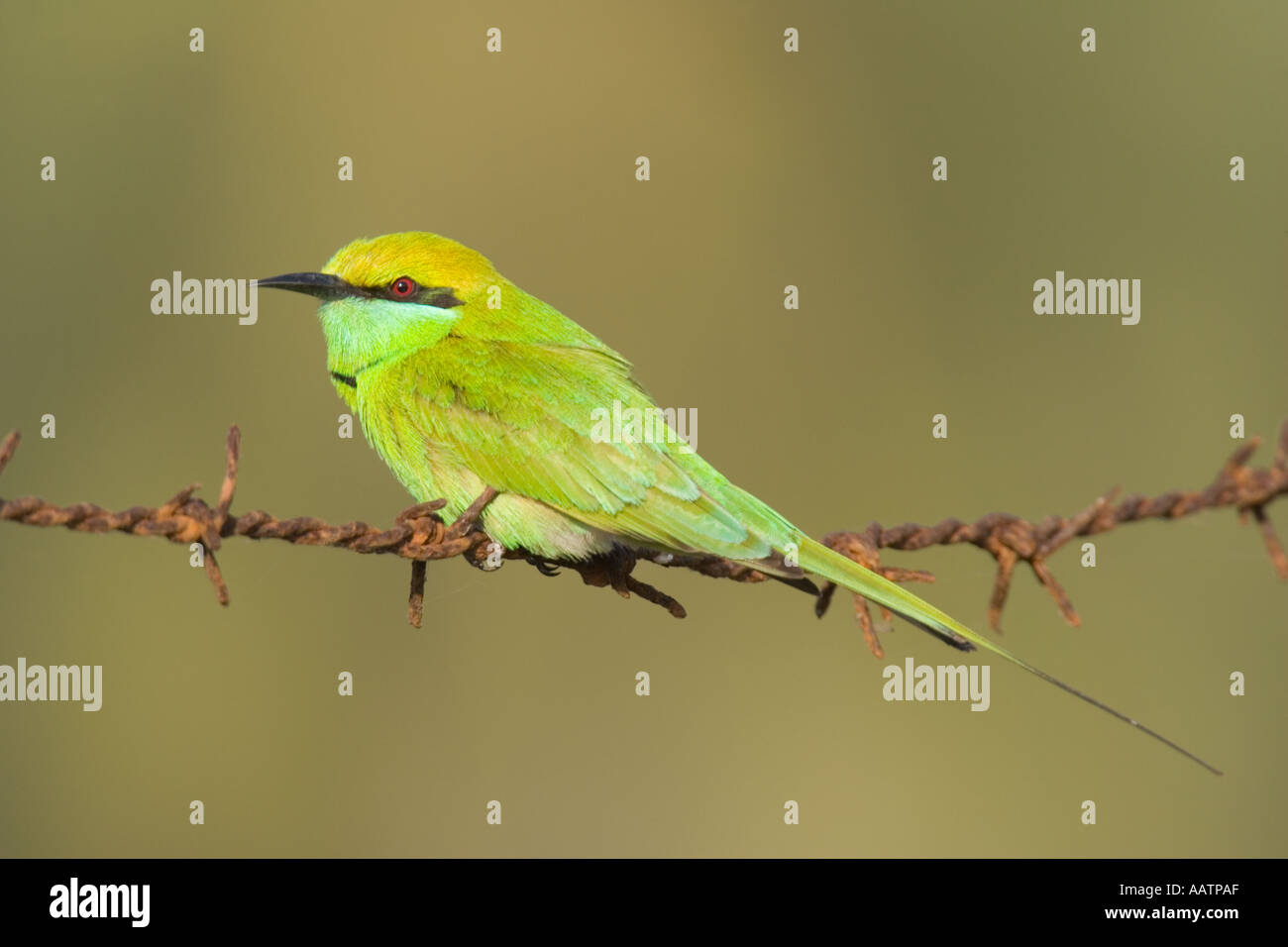 India bird wire hi-res stock photography and images - Alamy