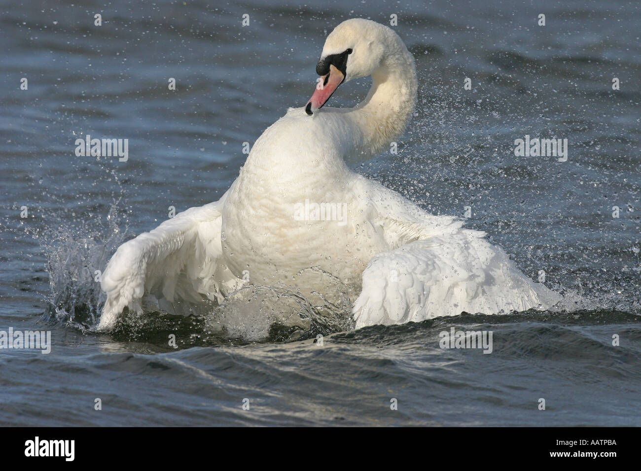 Mute swan bathing uk hi-res stock photography and images - Alamy
