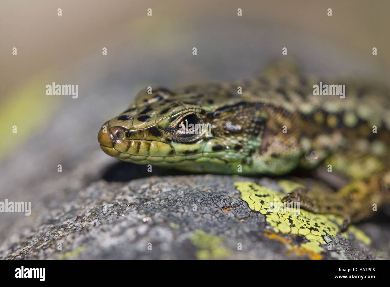 close up of Spanish Wall Lizard (Iberolacerta cyreni), Sierra de Grados ...