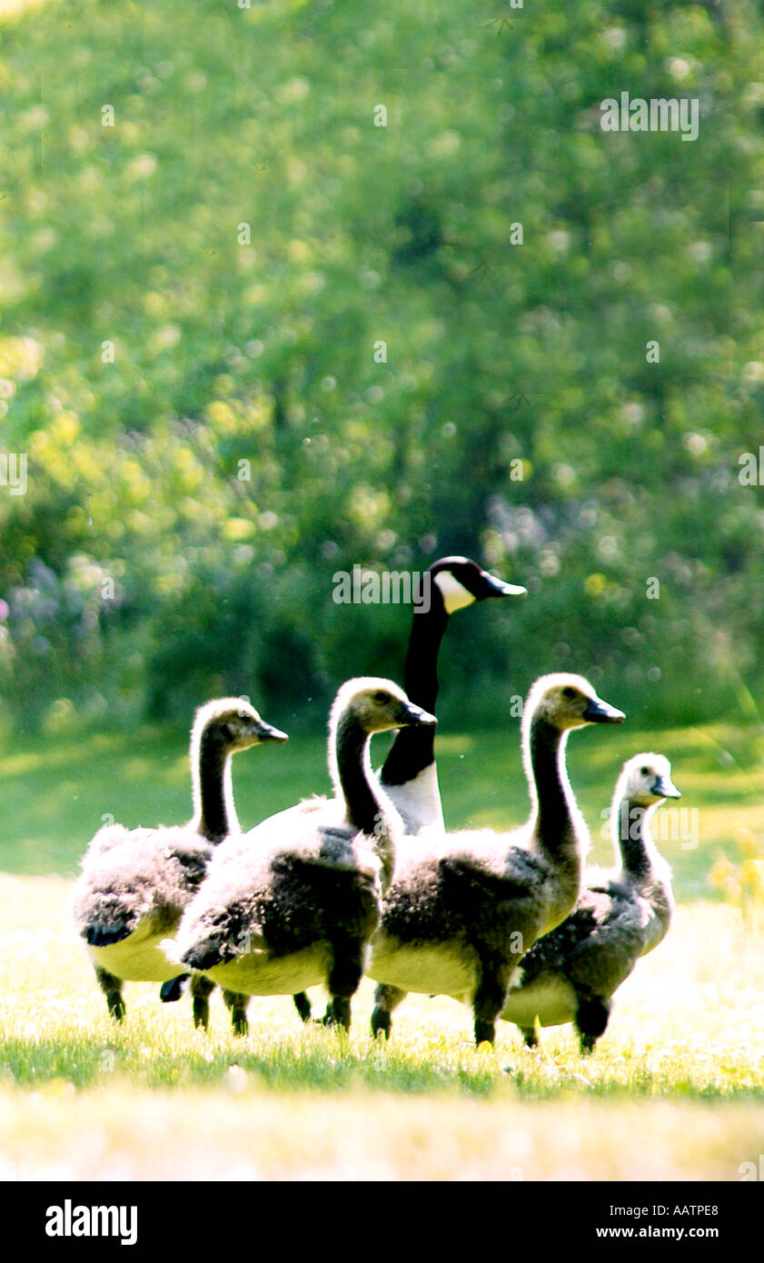 Spring gosling hi-res stock photography and images - Alamy