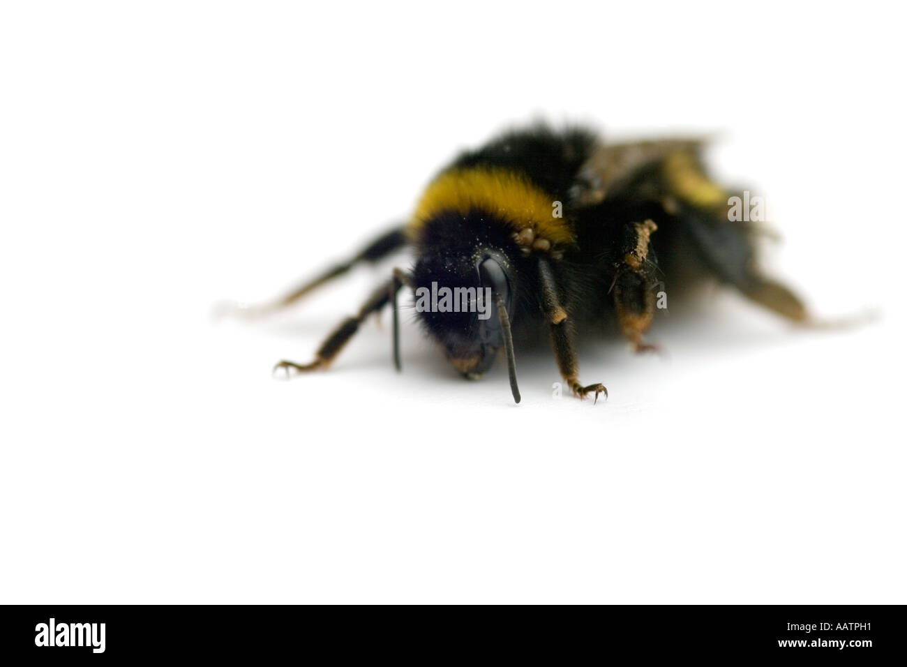 Bumble bee side on close up against white studio background Stock Photo ...