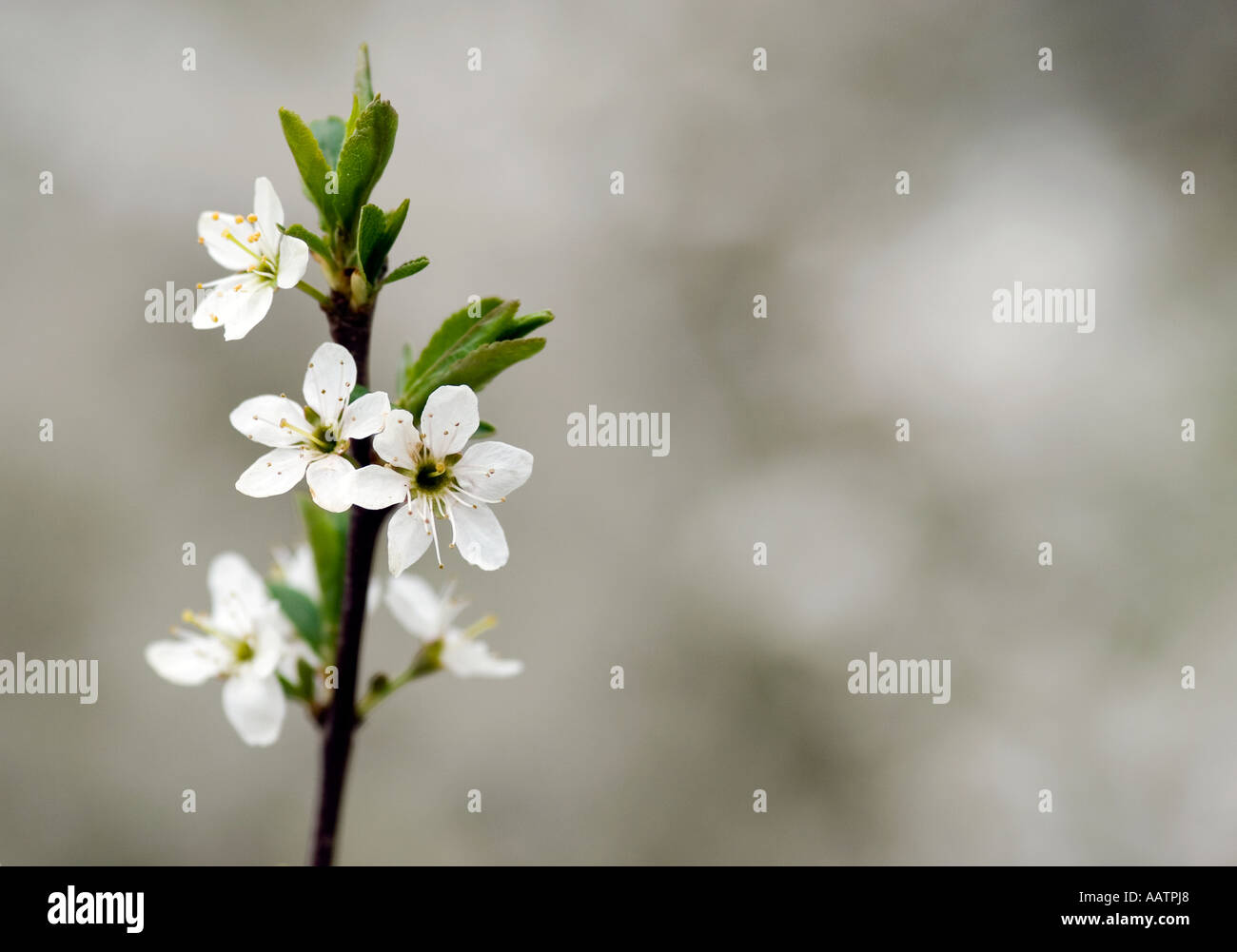 Crataegus monogyna. Hawthorn flower blossom on the end of a twig Stock ...