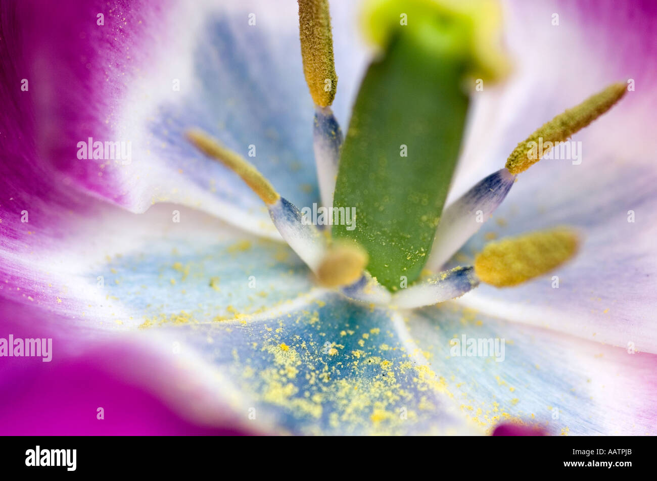 Inside the tulip hi-res stock photography and images - Alamy