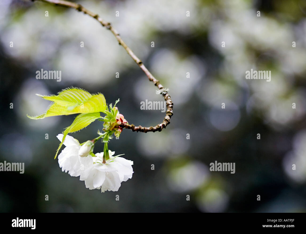 Japanese cherry tree blossom on the end of a curved branch Stock Photo ...