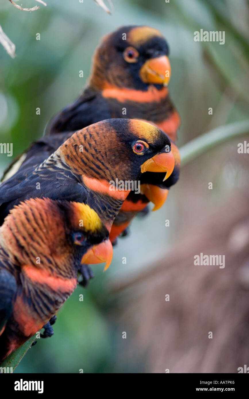Pseudeos fuscata. Three captive Dusky lory birds Stock Photo - Alamy