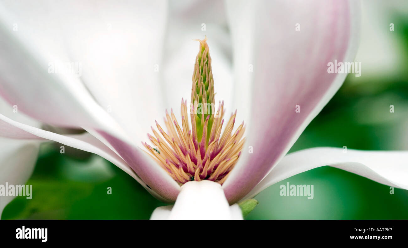 Spring magnolia garden centre hi-res stock photography and images - Alamy