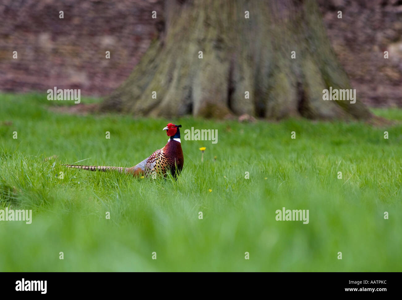 Ring necked pheasants hi-res stock photography and images - Alamy