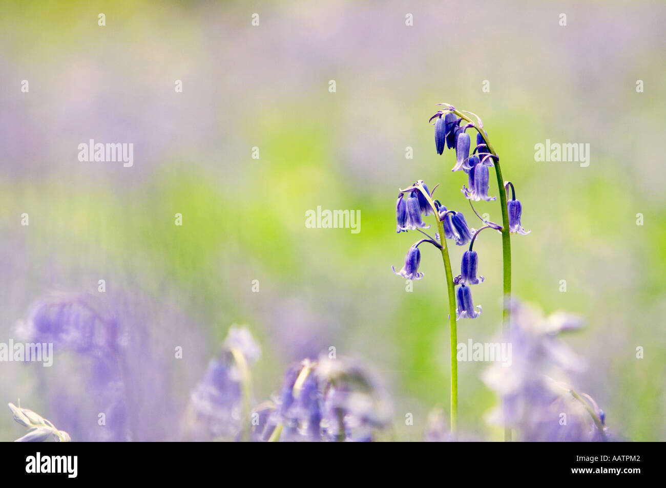 Hyacinthoides non scripta. Bluebell flower in an English woodland Stock ...