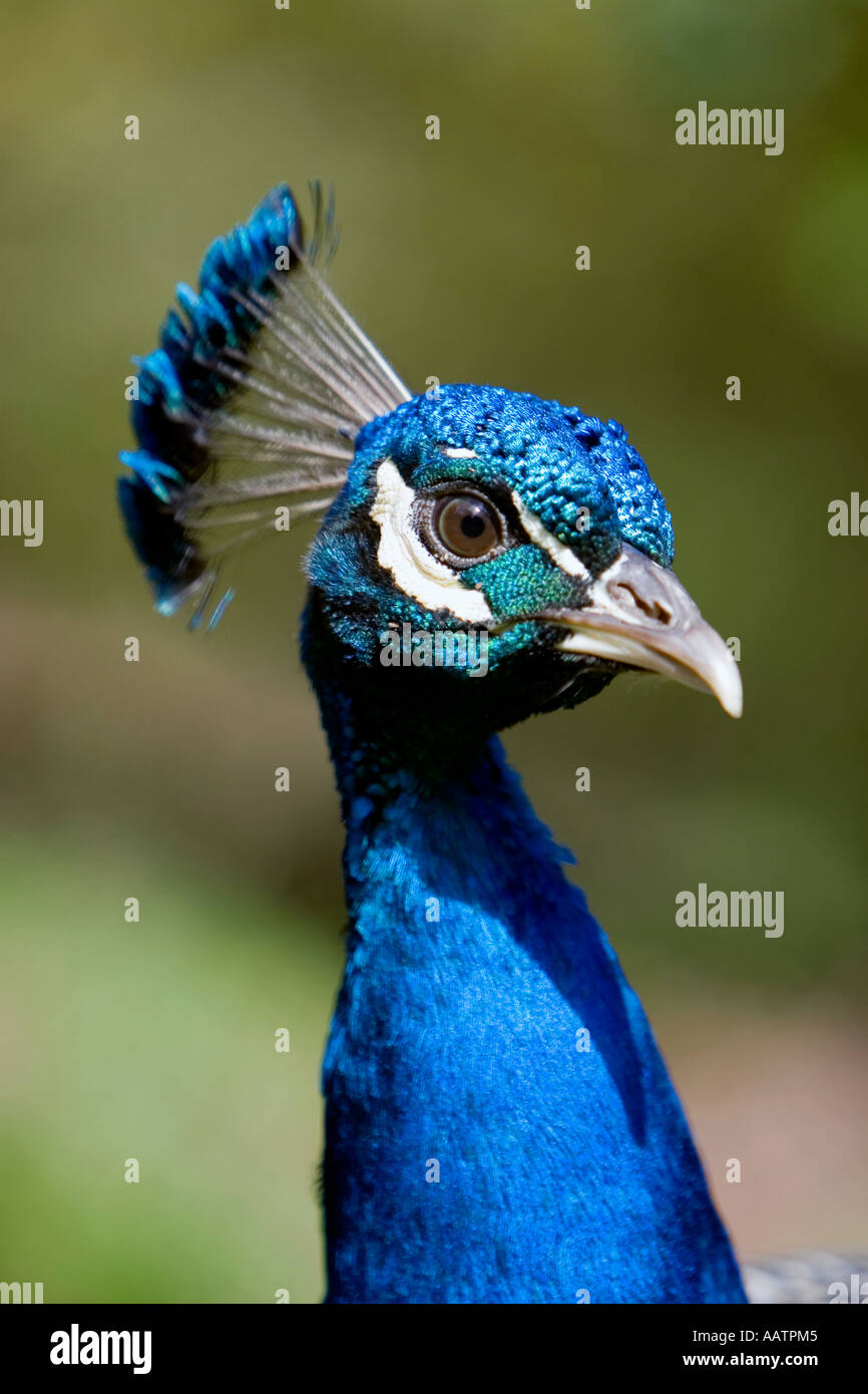 Crest of peacock hi-res stock photography and images - Alamy