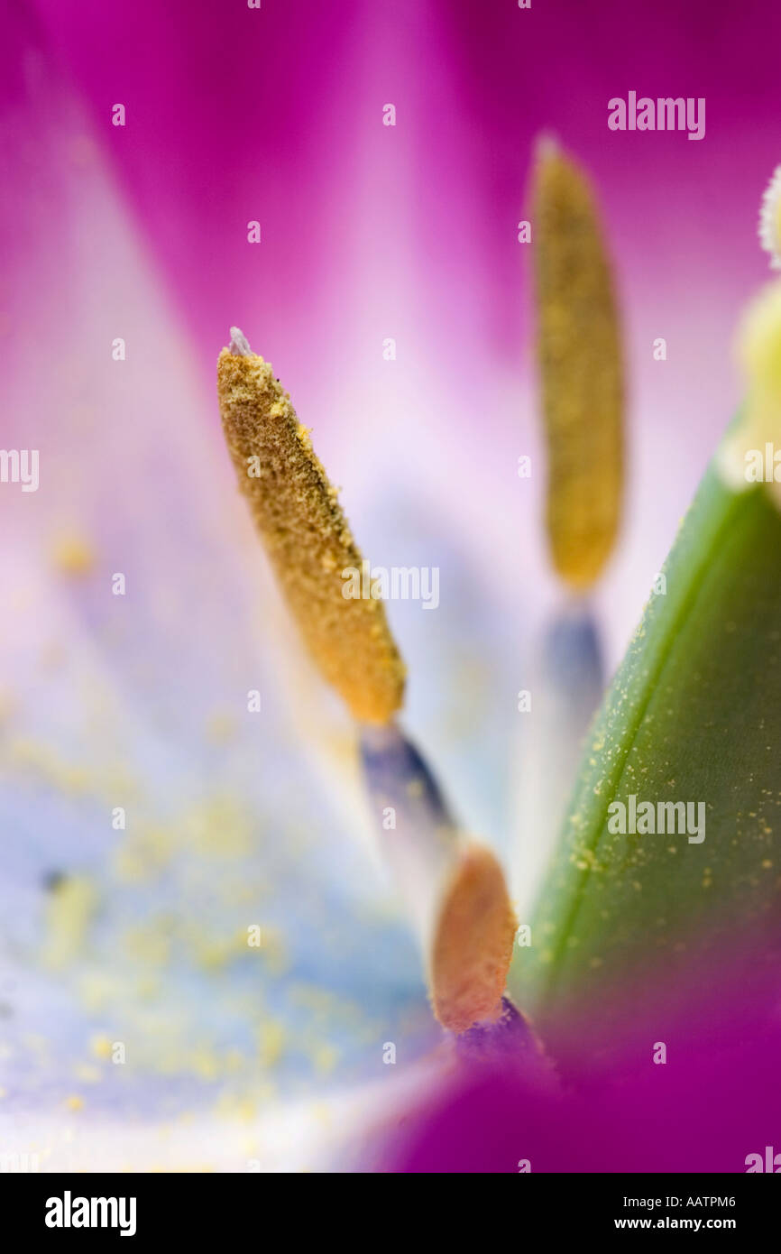 Middle of pink tulip flower head and stamen Stock Photo - Alamy
