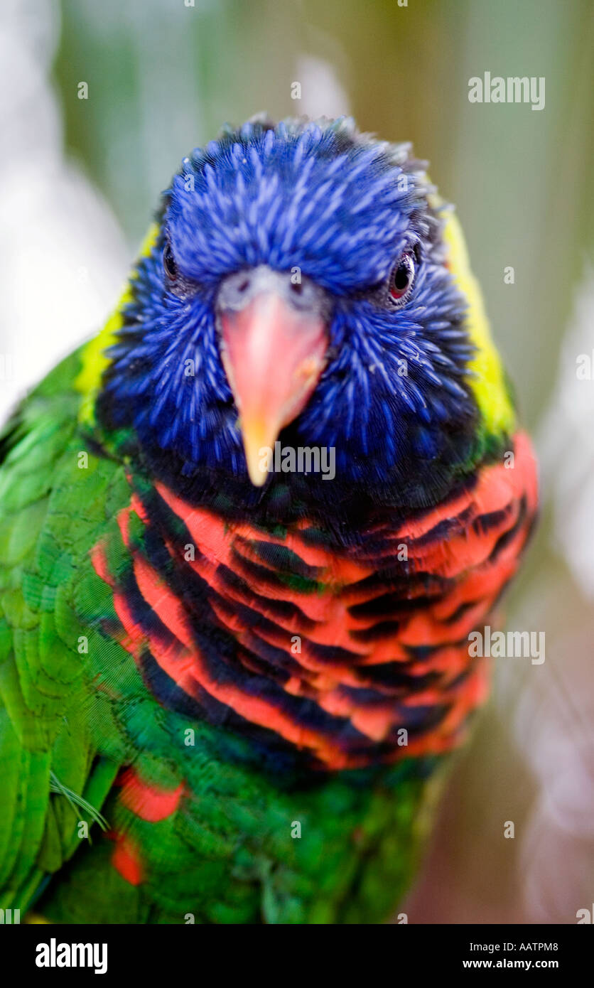 Trichoglossus moluccanus. Captive Rainbow lorikeet Stock Photo - Alamy