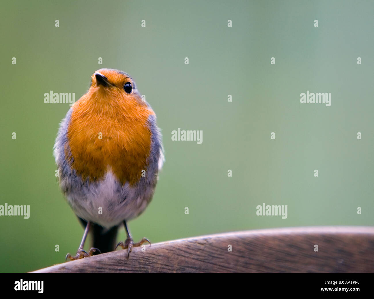 Robin garden bench hi-res stock photography and images - Alamy