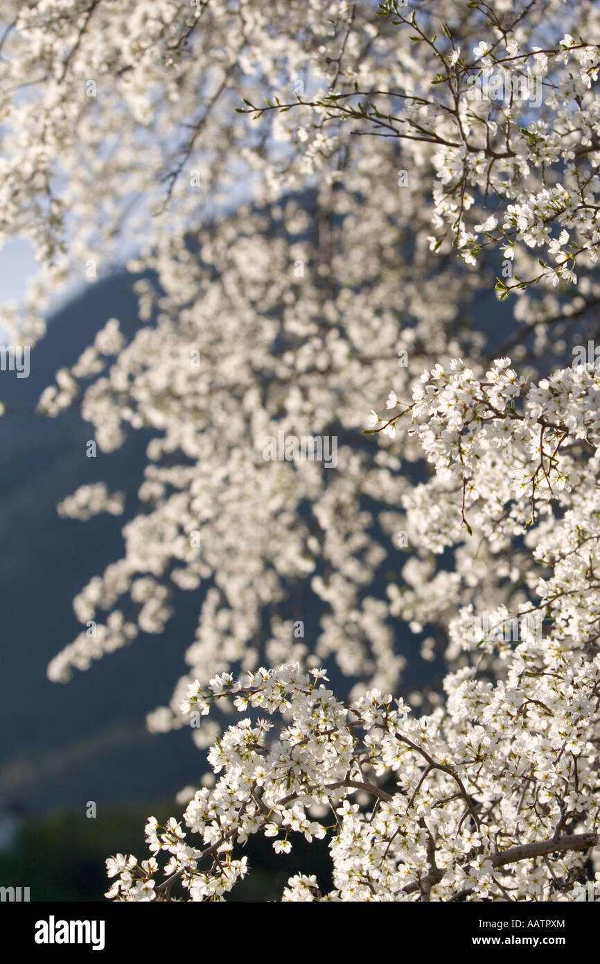 White tree blossom in spring Stock Photo - Alamy