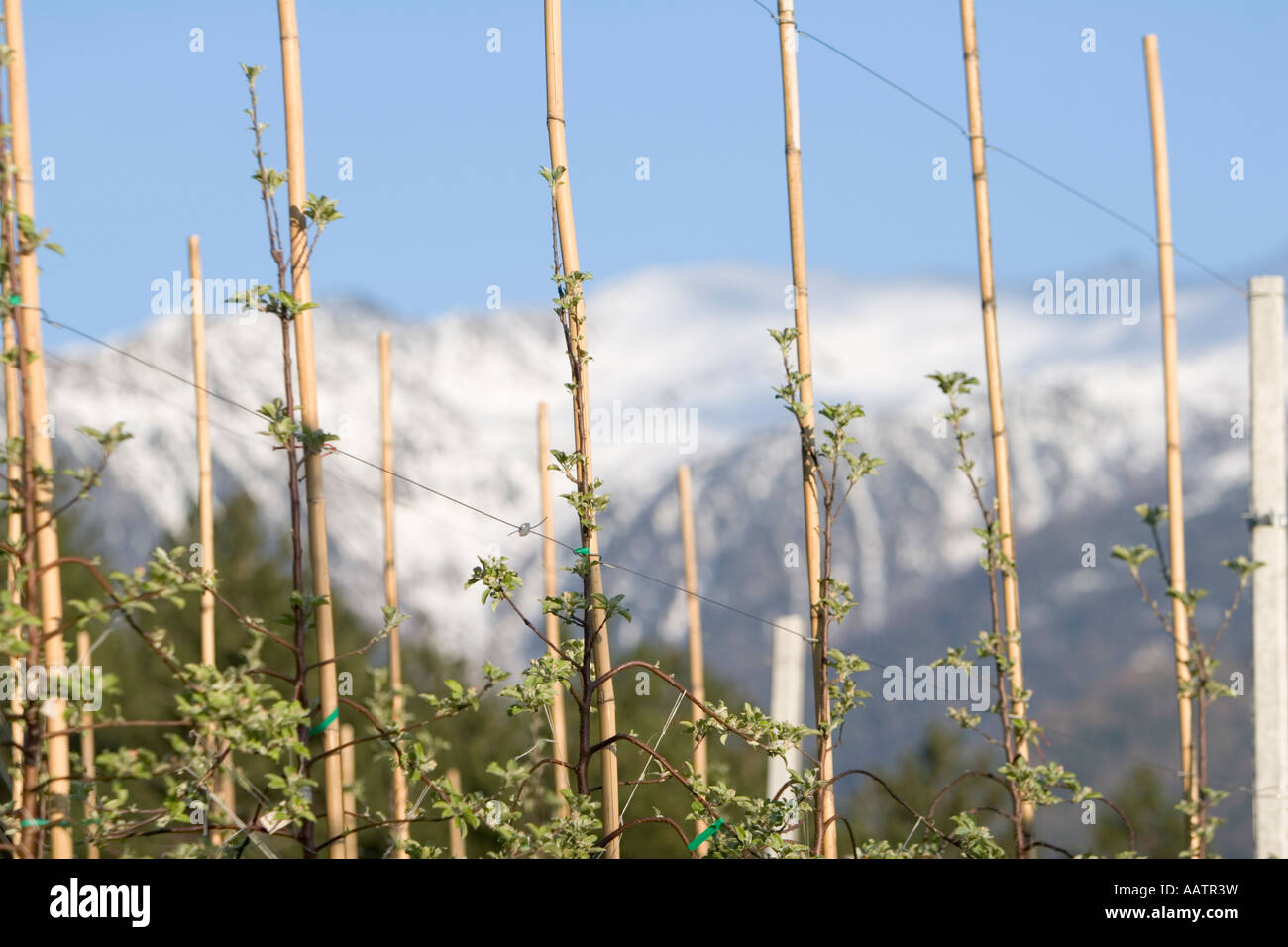 Young appel trees in intensively farmed orchard, Alto Adige, Italy ...