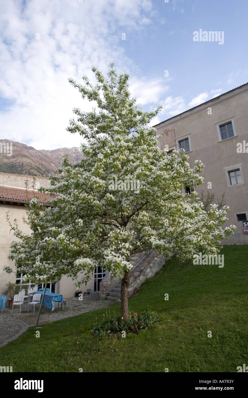 Native pear tree Schloss Goldrain also called Coldrano Castle, Alto ...