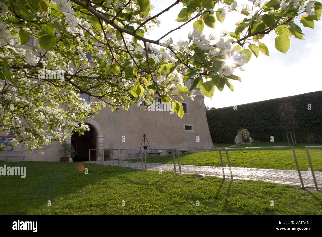 Native pear tree Schloss Goldrain also called Coldrano Castle, Alto ...