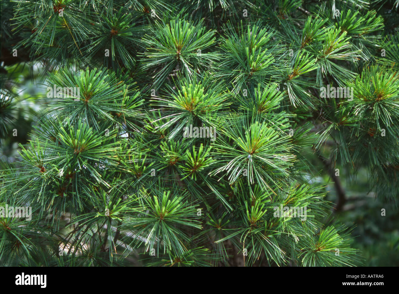 Pattern on a white pine branch Ontario Canada 2004 Stock Photo - Alamy