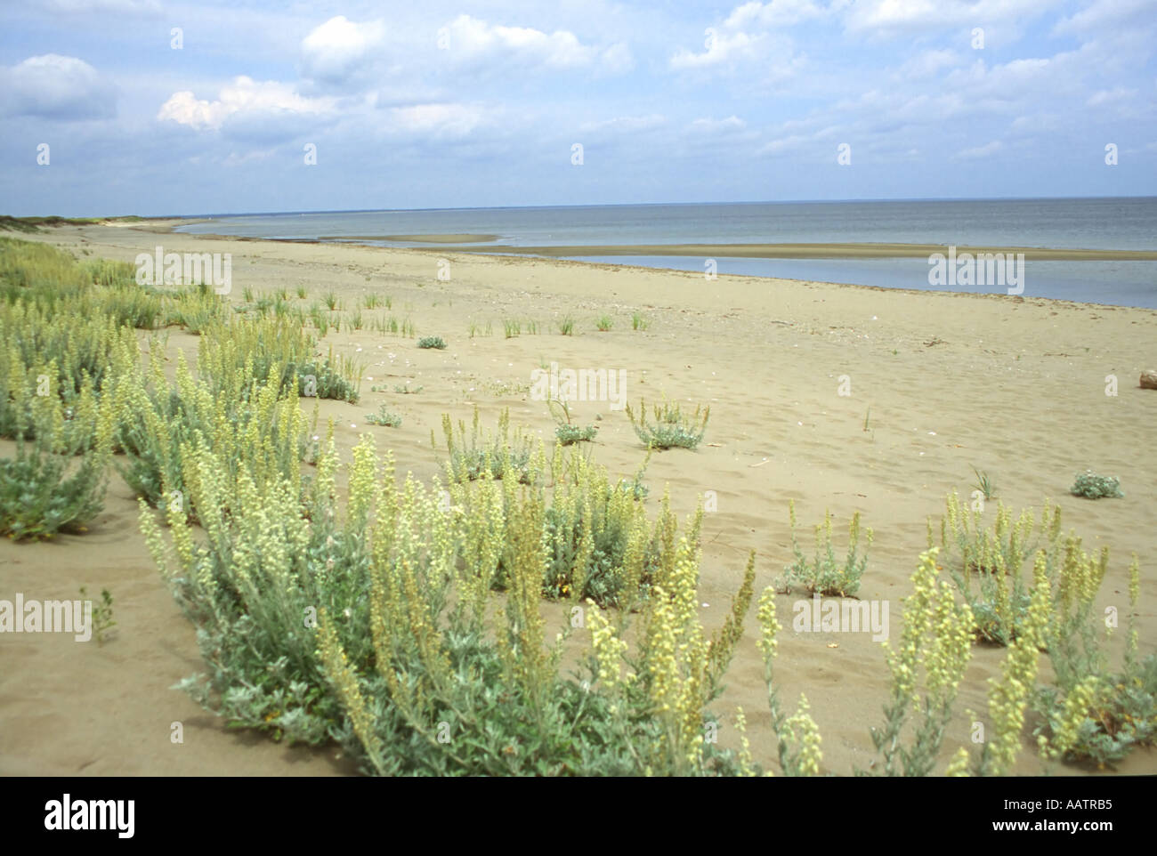 Sand dune New Brunswick Canada 2004 Stock Photo - Alamy