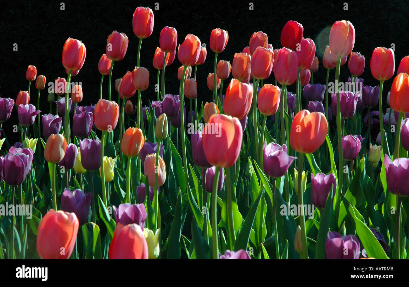 Back Lit Tulips Stock Photo - Alamy