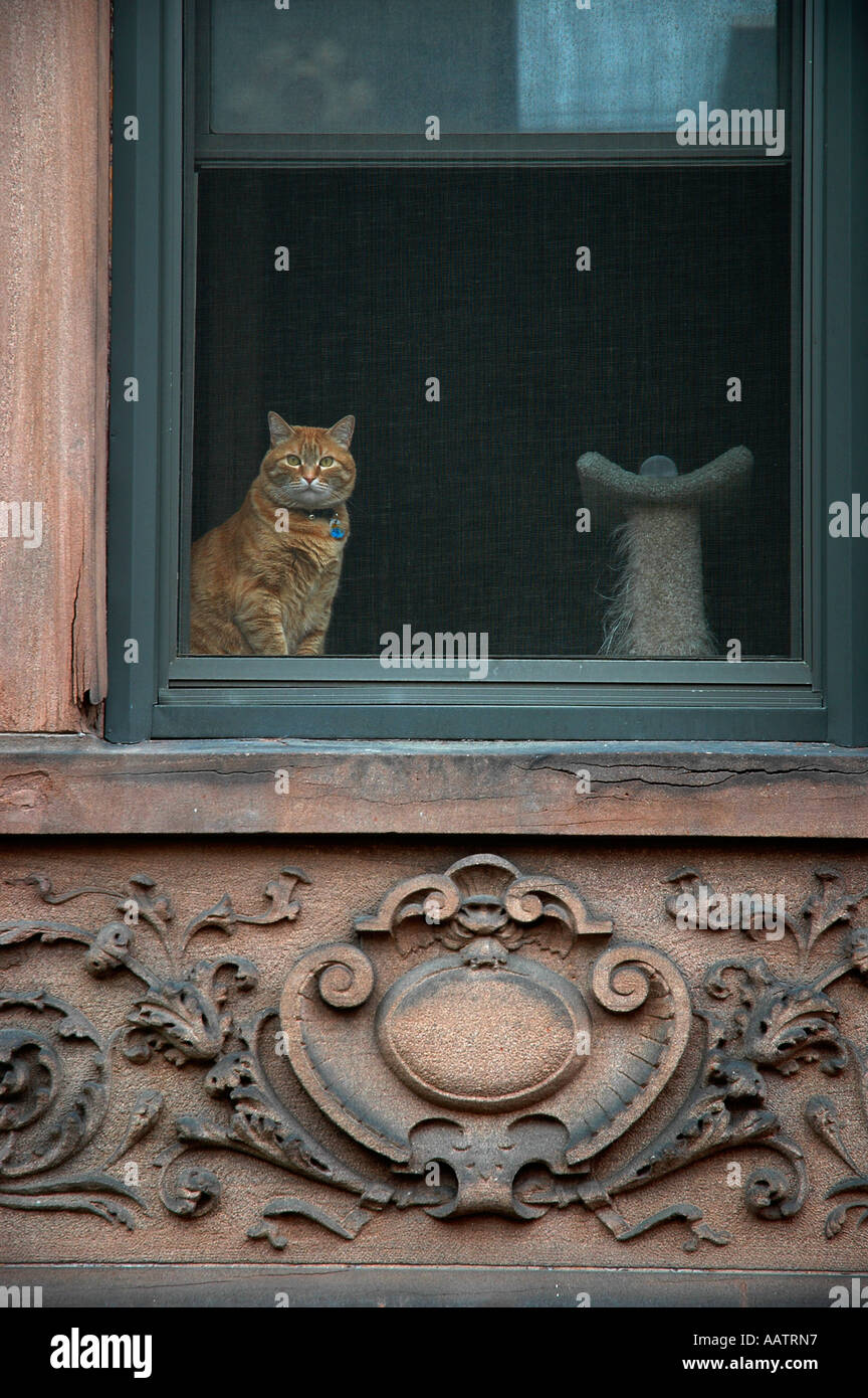 Marmalade Cat in Turquoise Window Frame Stock Photo - Alamy