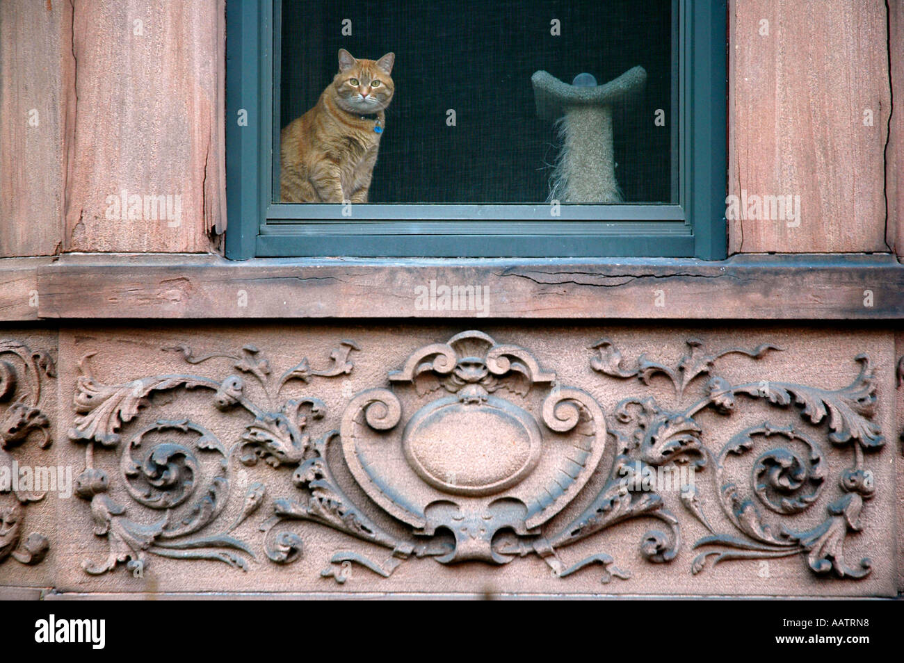 Marmalade Cat in Turquoise Window Frame Stock Photo - Alamy